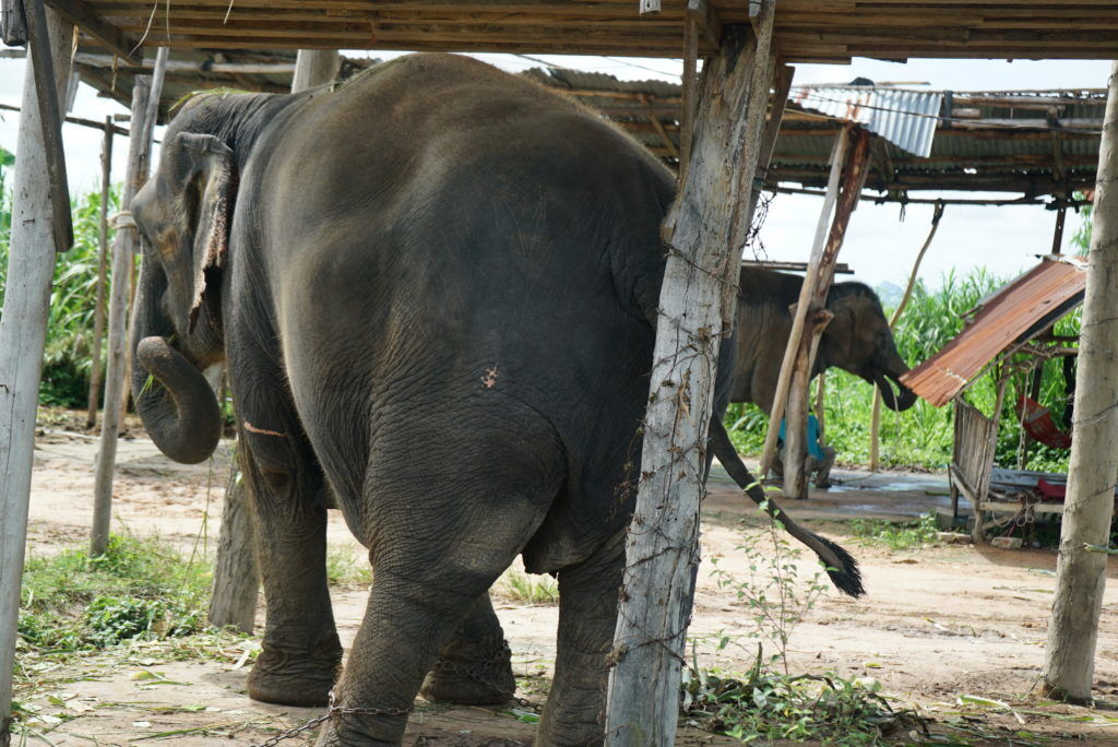 Center For A Humane Economy Launches Campaign To Aid Thailand’s Elephants