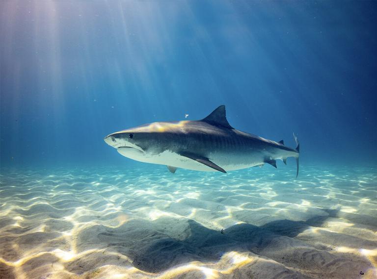 Last Week’s Amendments On Shark Finning And Horse Slaughter Are Markers ...