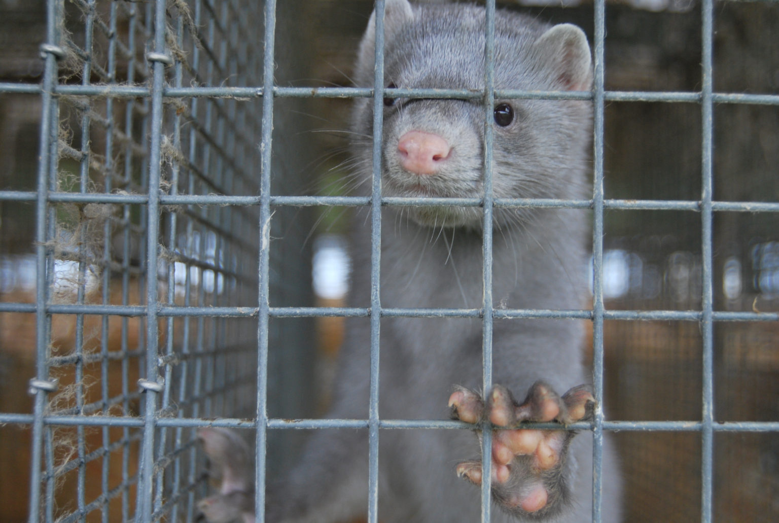 Mink Farms Deliver A Poisonous Blend Of Cruelty And Contagion