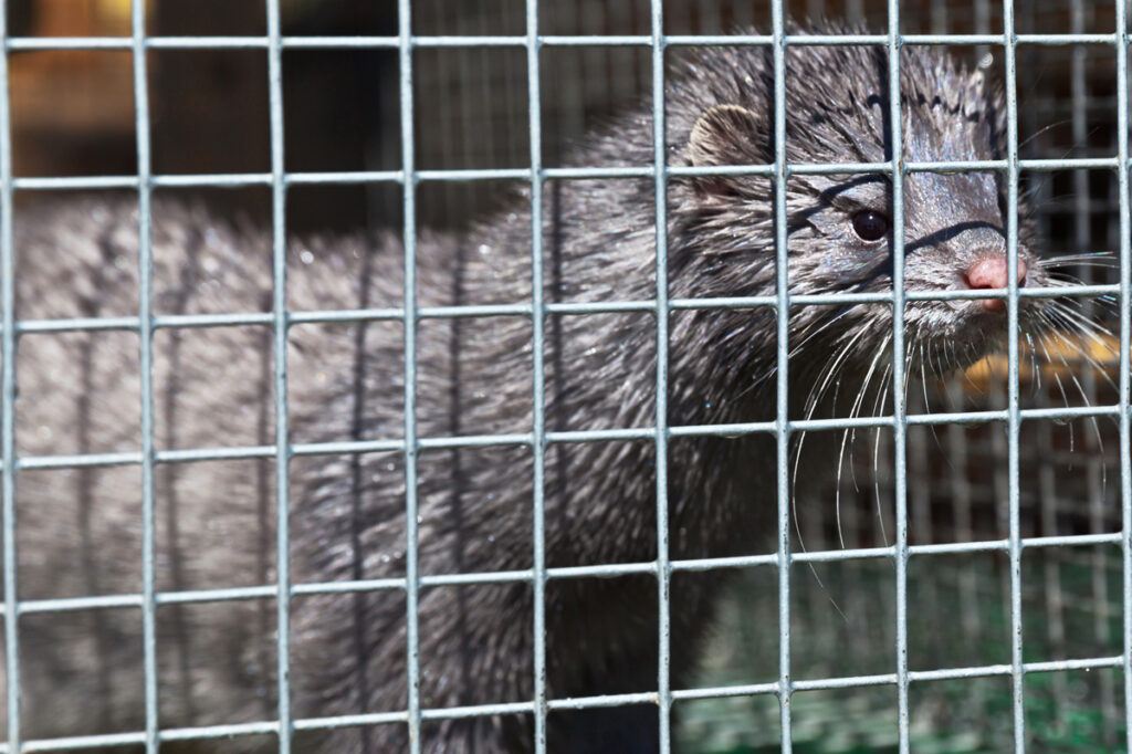 Denmark Acted With Urgency After Mutated Virus Spilled From Mink To Humans