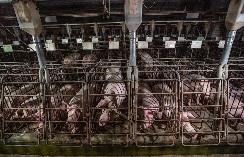 The Supreme Court Takes Up Prop 12 — And The Future Of Factory Farming