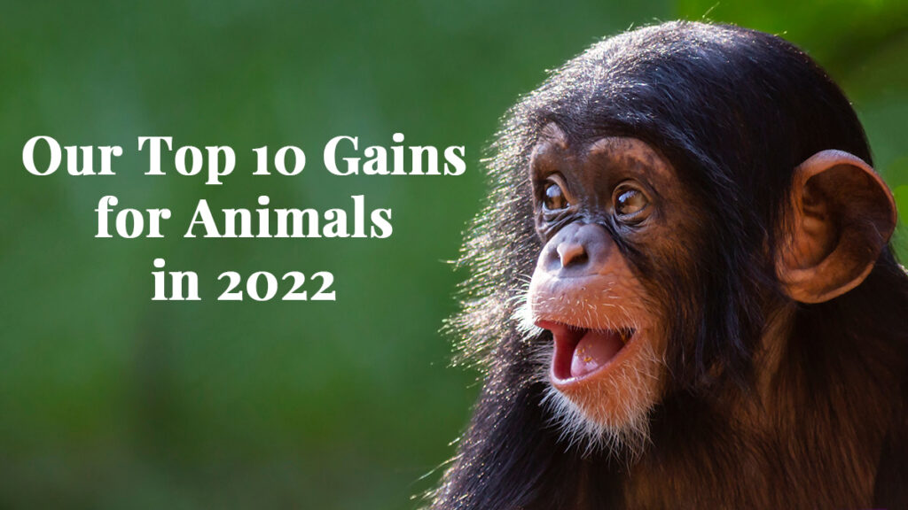 Fighting And Winning For All Animals
