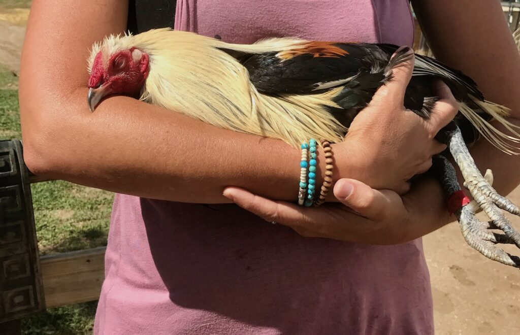 Lovers or fighters? When it comes to roosters, the answer is both ...