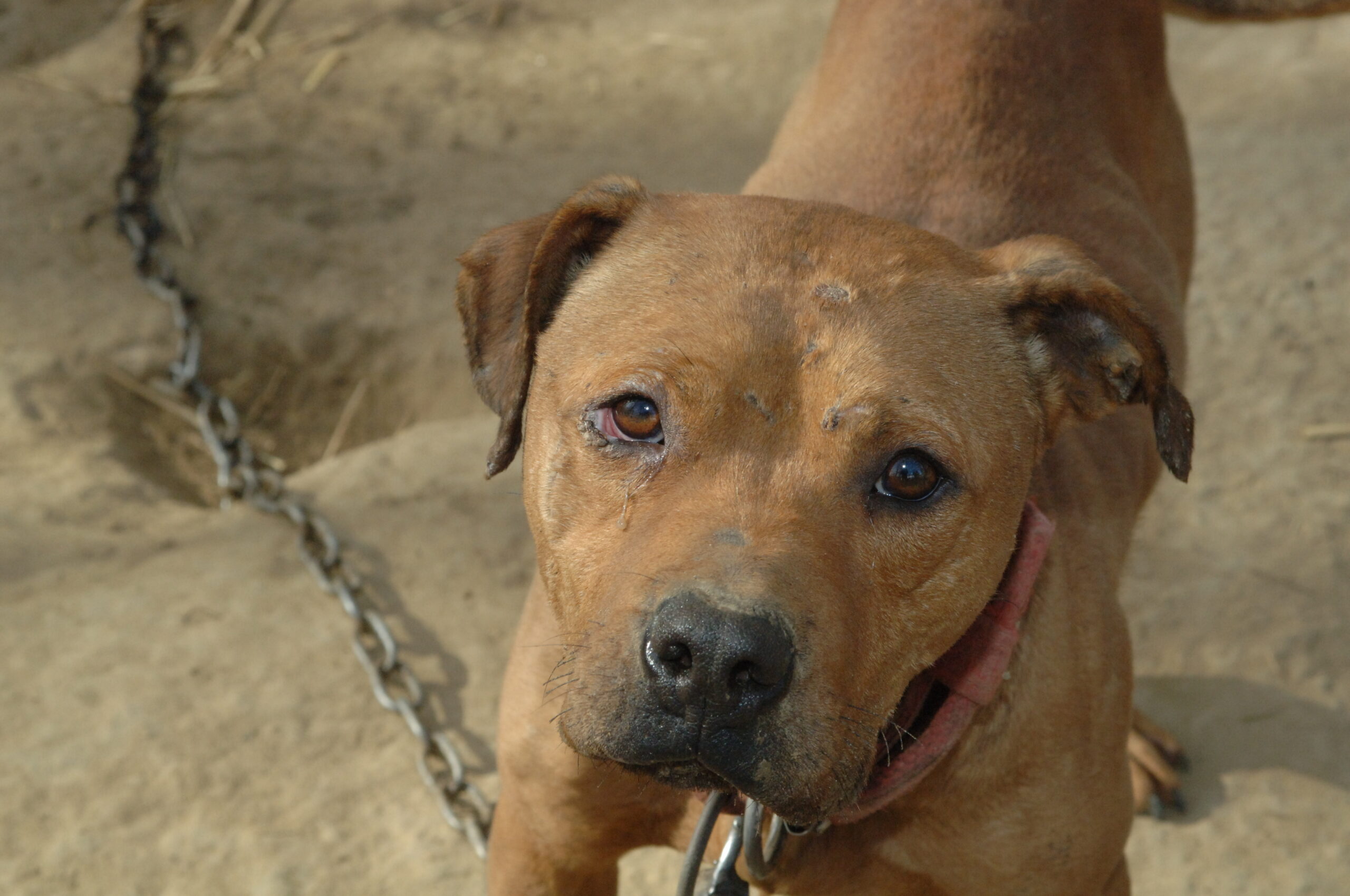 The Scourge of Animal Fighting: The Need for Justice