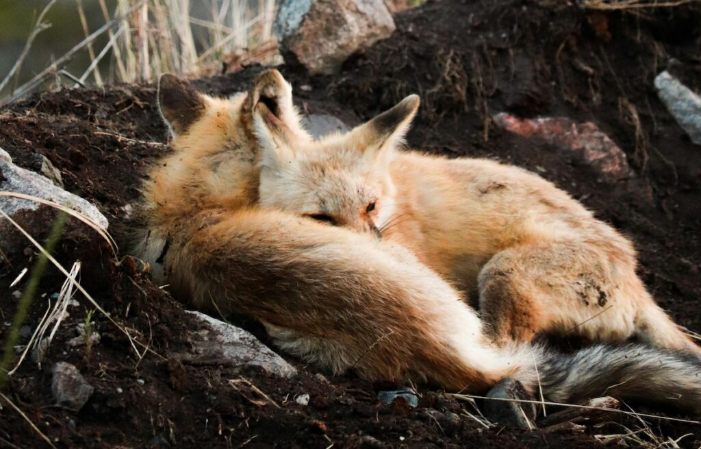 'Cyanide Bomb' Ban On BLM Lands Must Have Broader Reach, Wildlife ...