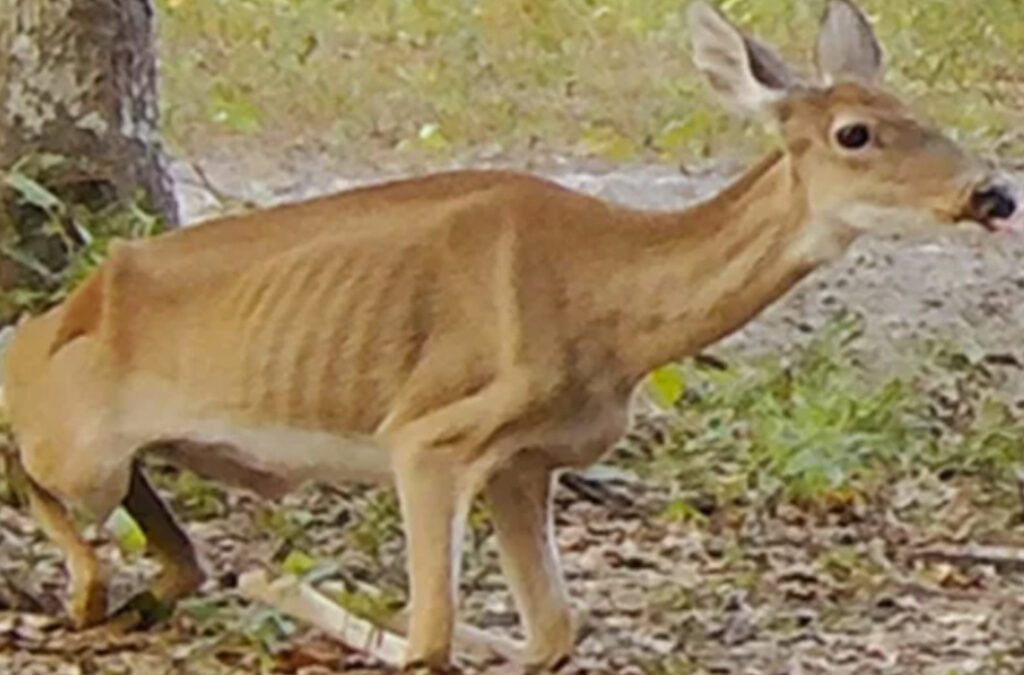 New Report Reveals Mountain Lions Mitigate Spread Of Disease