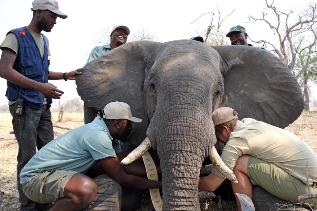 Animal Welfare Groups Announce Partnership With Elephants Without ...