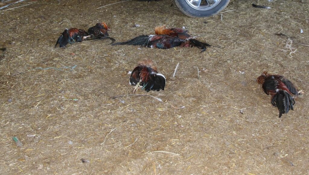 Animal Welfare Groups Applaud El Paso Authorities For Cockfighting Raid ...
