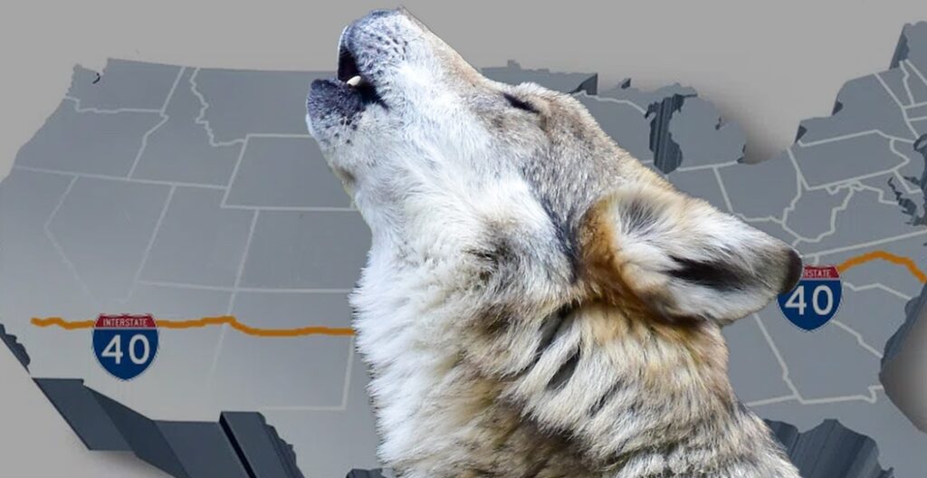 Superstition, Politics, And Junk Science Threaten Mexican Wolves