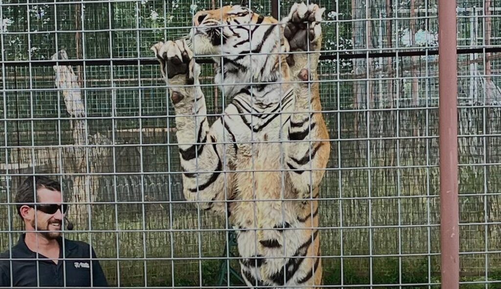 Death Of Tiger Exhibitor Ryan Easley In Oklahoma
