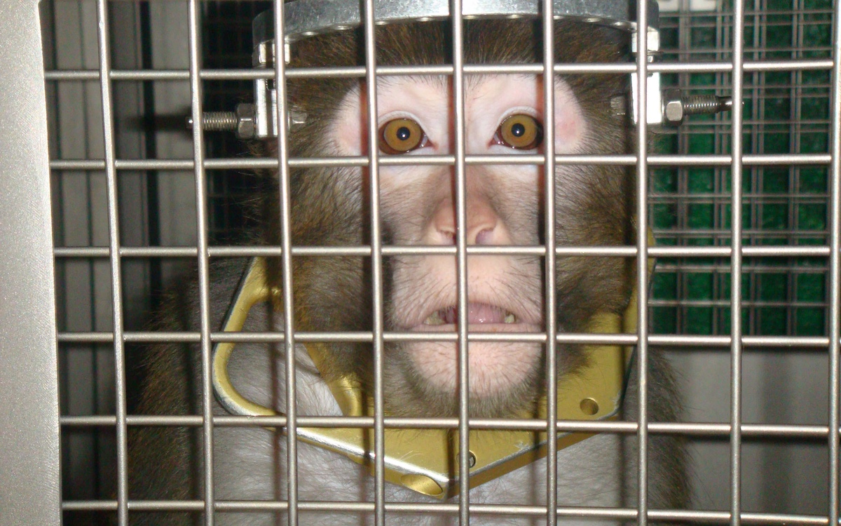 Center For A Humane Economy Applauds CDC For Halting Invasive Primate ...