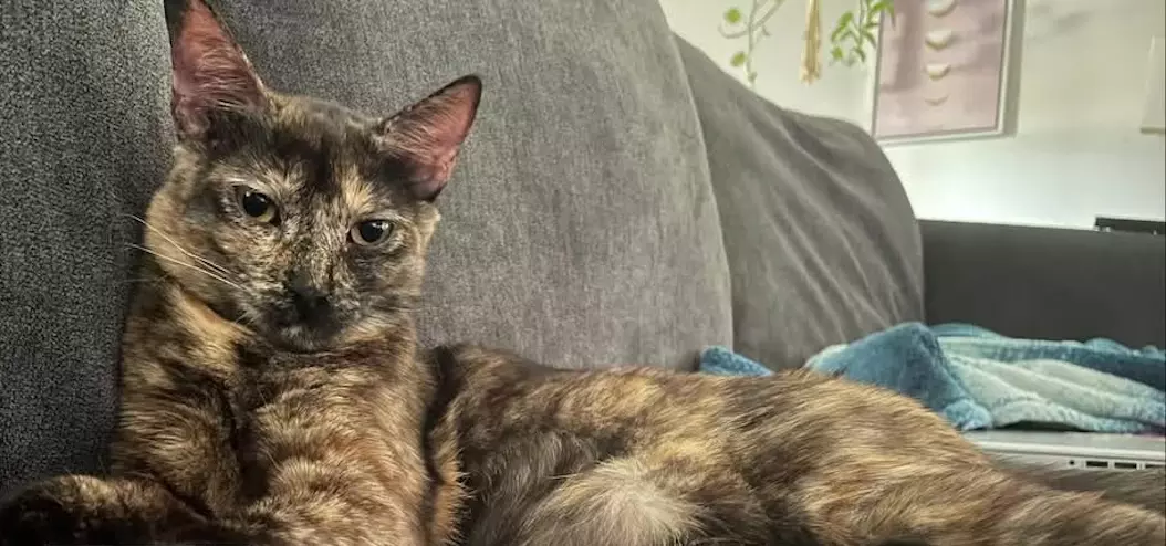 Center For A Humane Offers $2,500 Reward In Malicious Cat Shooting