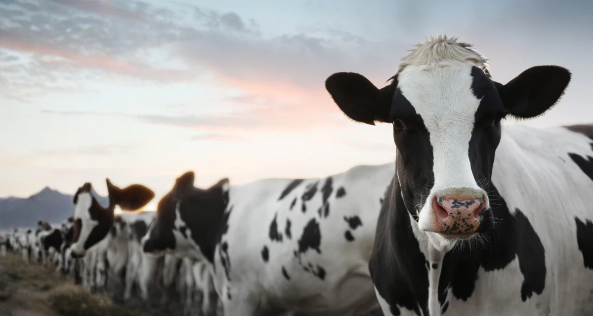 Victory: The Cow’s Milk Mandate In Public Schools Is Now History