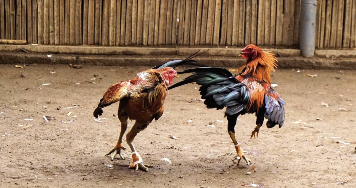 Animal Wellness Action Blasts Brazen Attempt To Re-Legalize Felony ...