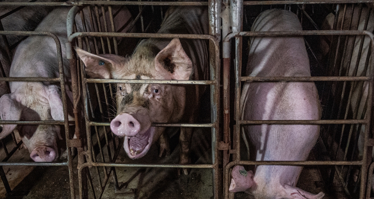 Gestation Crates Have No Future In American Agriculture