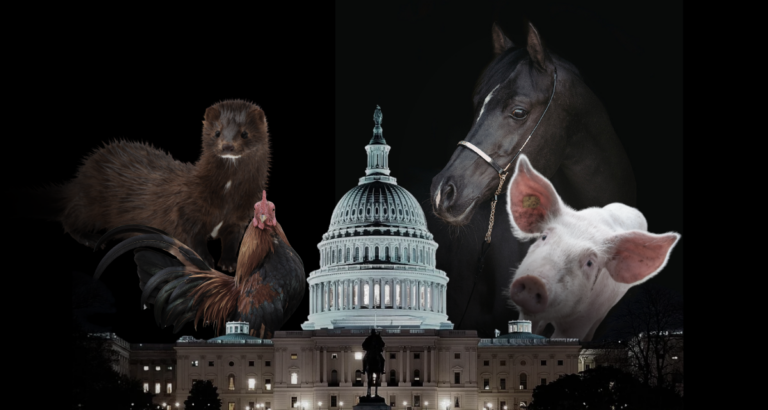 Factory Farm Bill Threatens Animal Welfare Protections