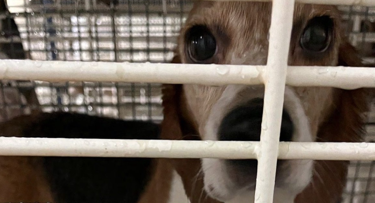 135 More Beagles Leaving Ridglan Farms As Lawmakers Push To End ...